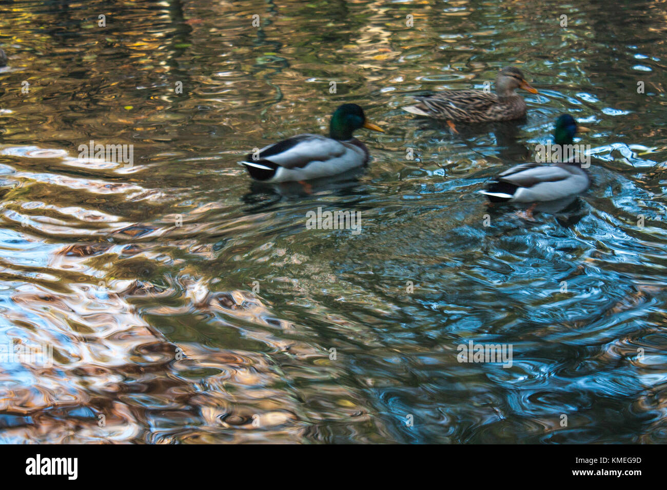 Wild ducks floating on the water on the lake Stock Photo - Alamy