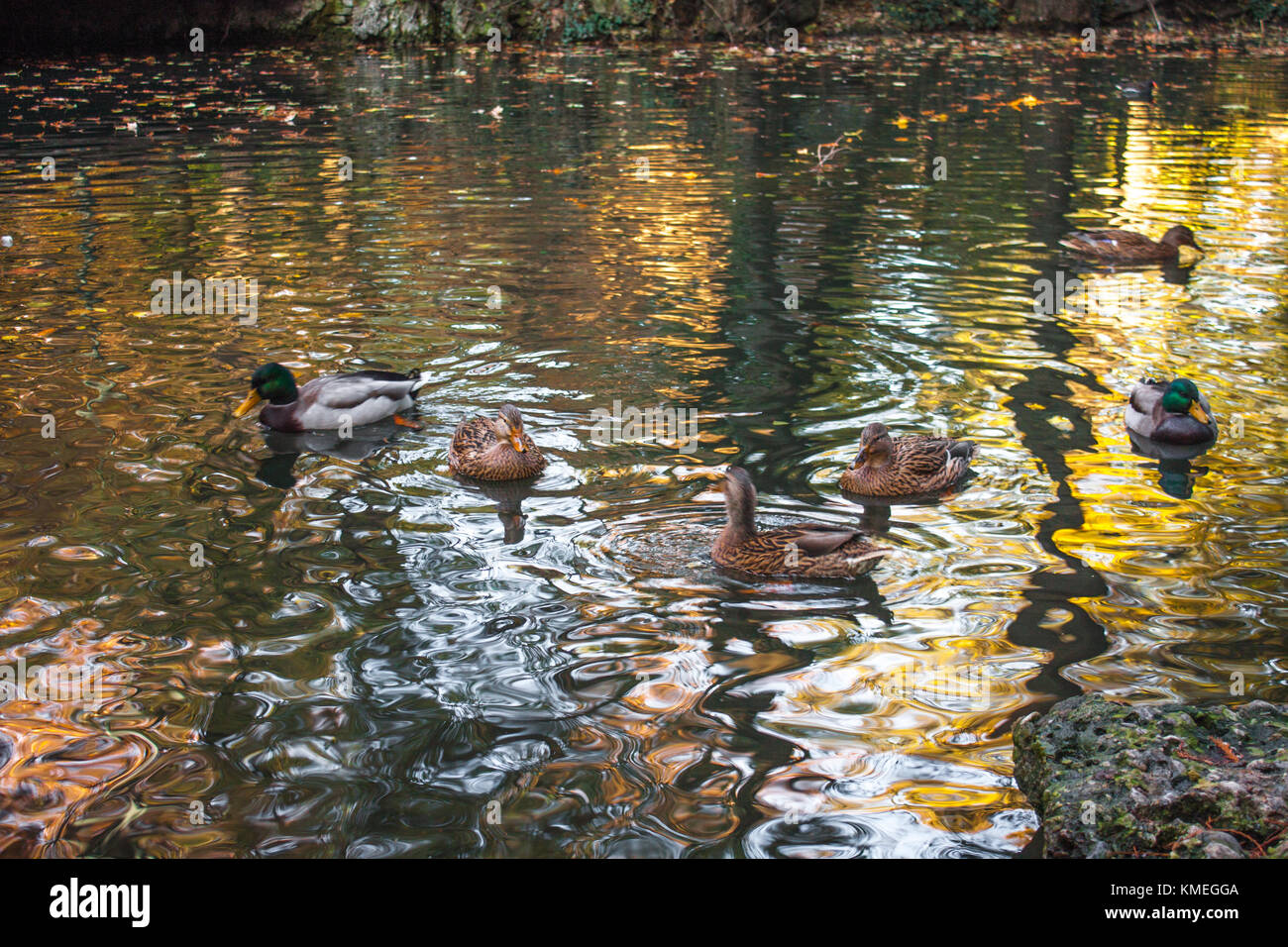 Wild ducks floating on the water on the lake Stock Photo - Alamy