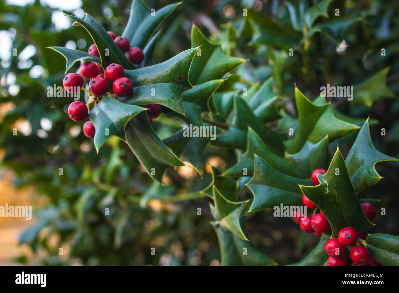 Holly Leaves and Red Berries Bush, Nature View in a Park Stock Photo ...