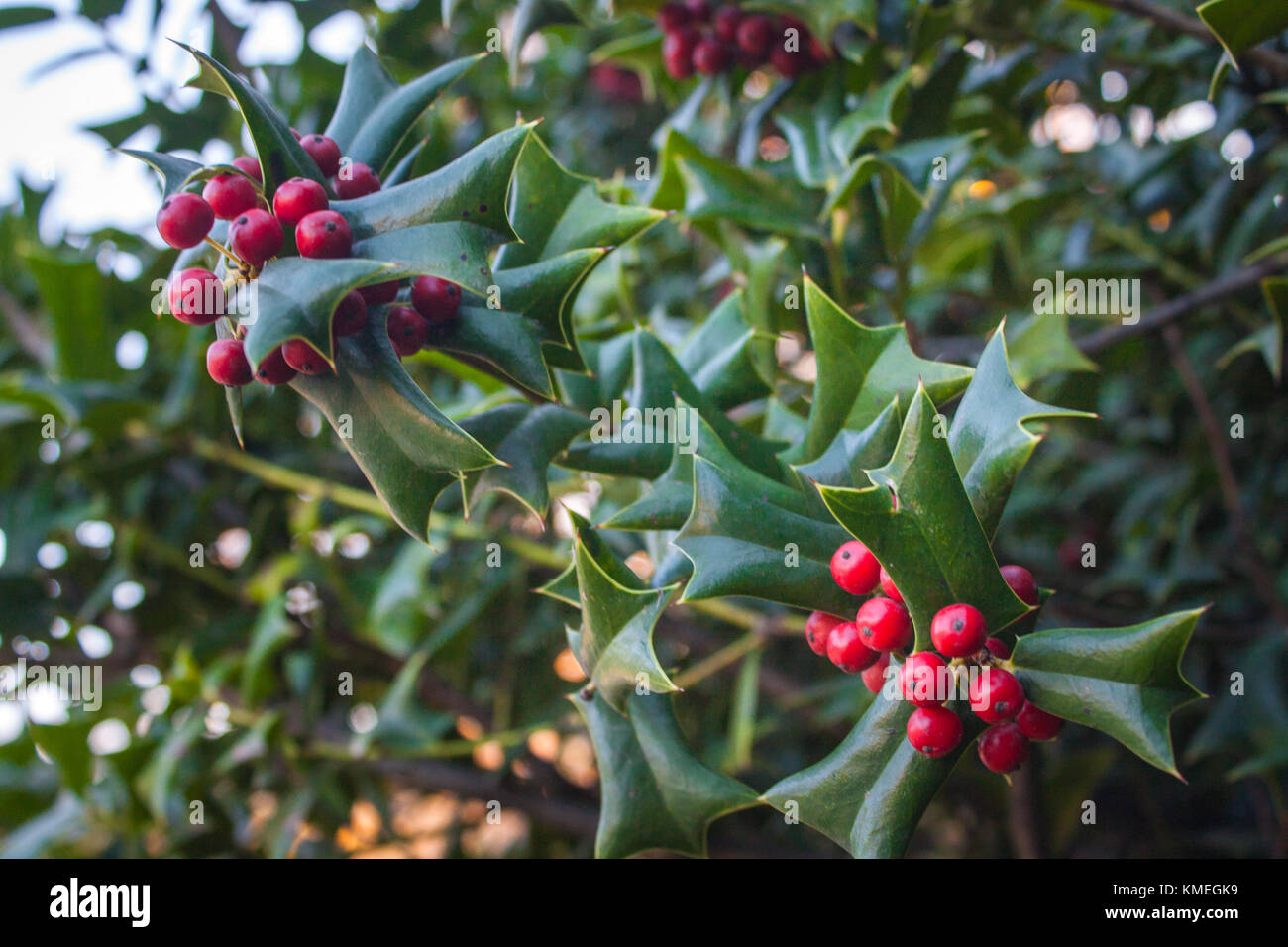 Holly Leaves and Red Berries Bush, Nature View in a Park Stock Photo ...
