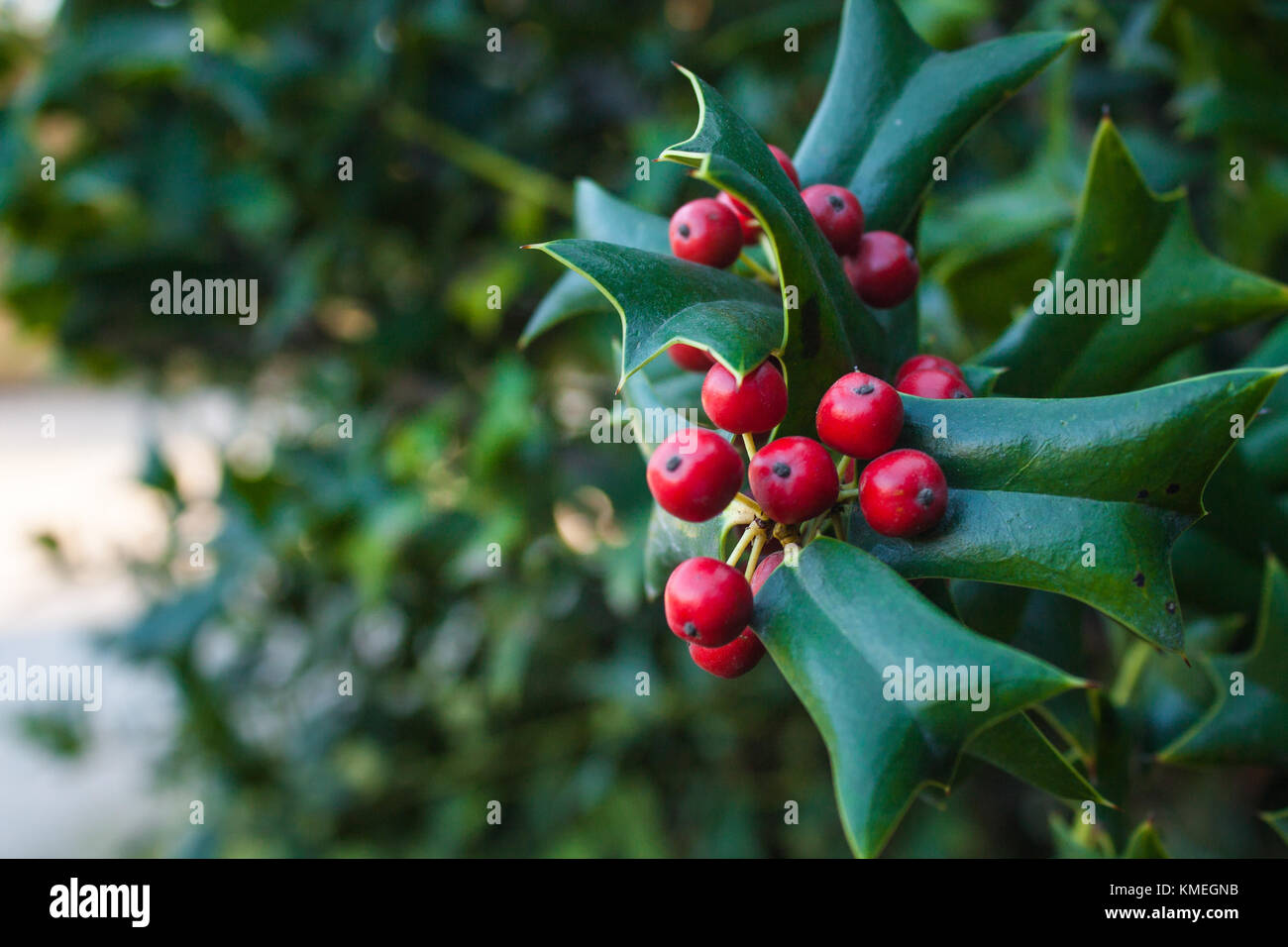 Holly Leaves and Red Berries Bush, Nature View in a Park Stock Photo ...