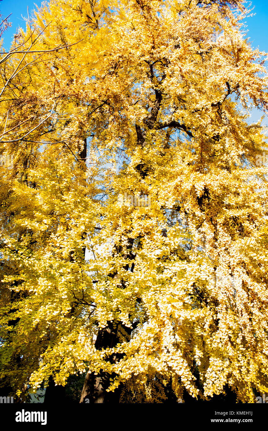 Autumn Nature View, Tree with Yelow Gold Leaves in a park on a sunny ...