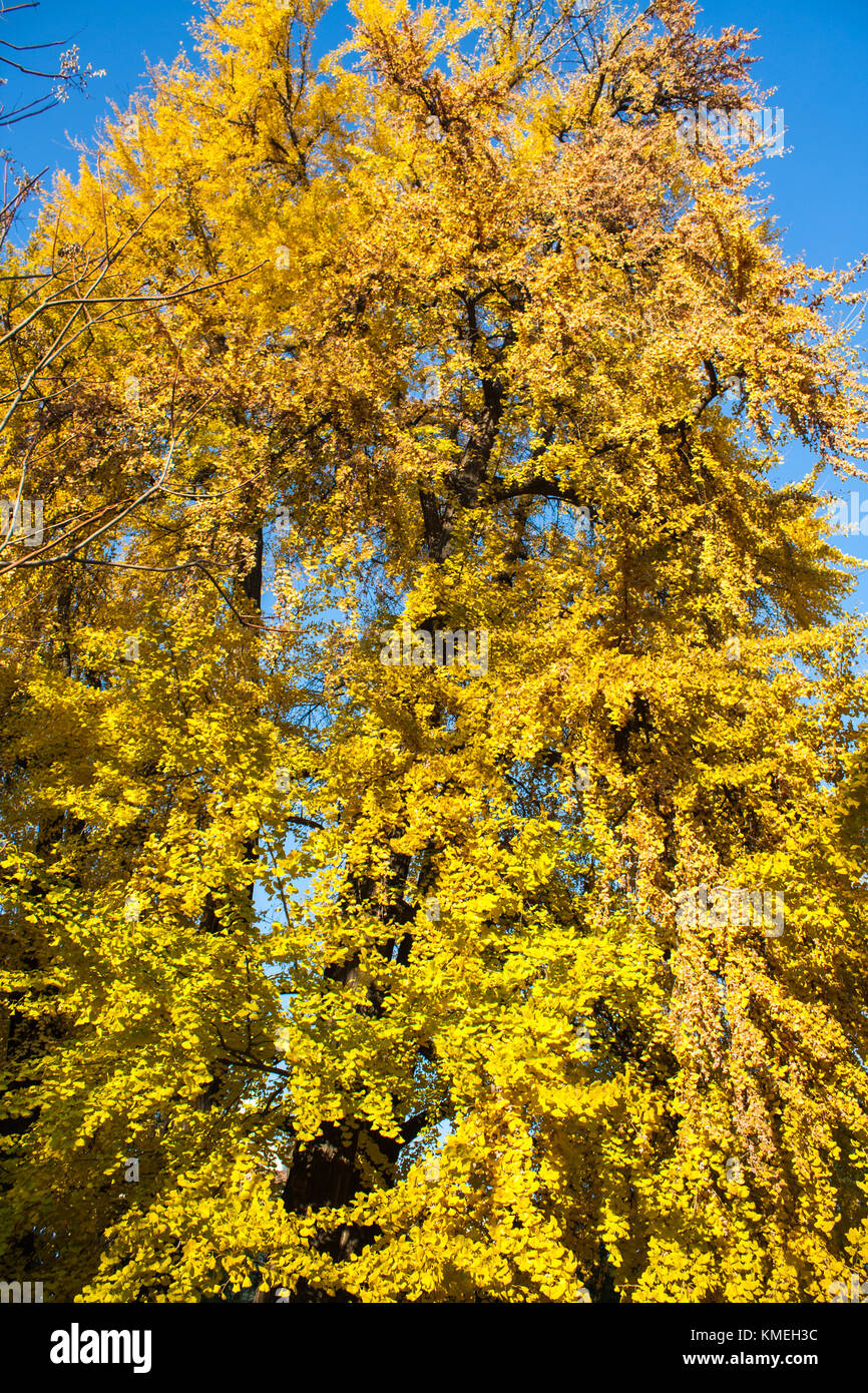 Yelow path hi-res stock photography and images - Alamy