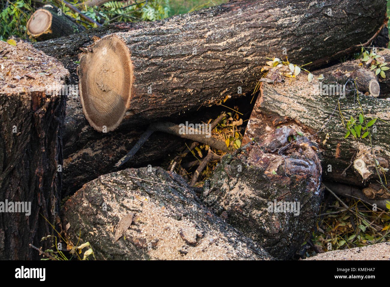 Woodpile of chopped lumber. Pile of wood logs. Stacked firewood timber ...