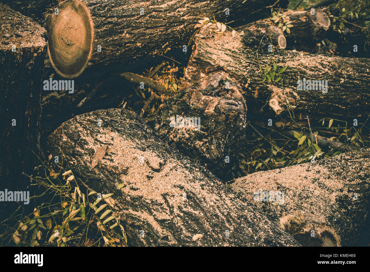 Woodpile of chopped lumber. Pile of wood logs. Stacked firewood timber ...