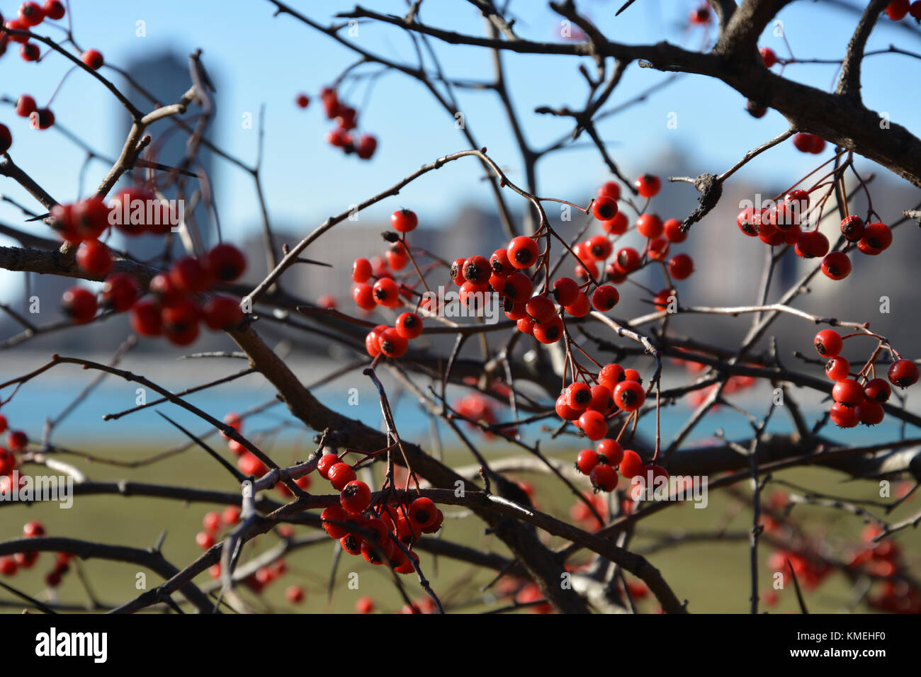 Hawthorn tree with berries hi-res stock photography and images - Alamy