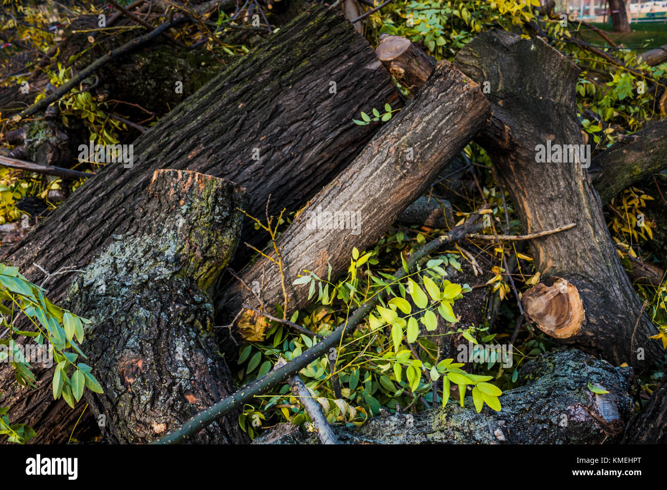 Woodpile of chopped lumber. Pile of wood logs. Stacked firewood timber ...