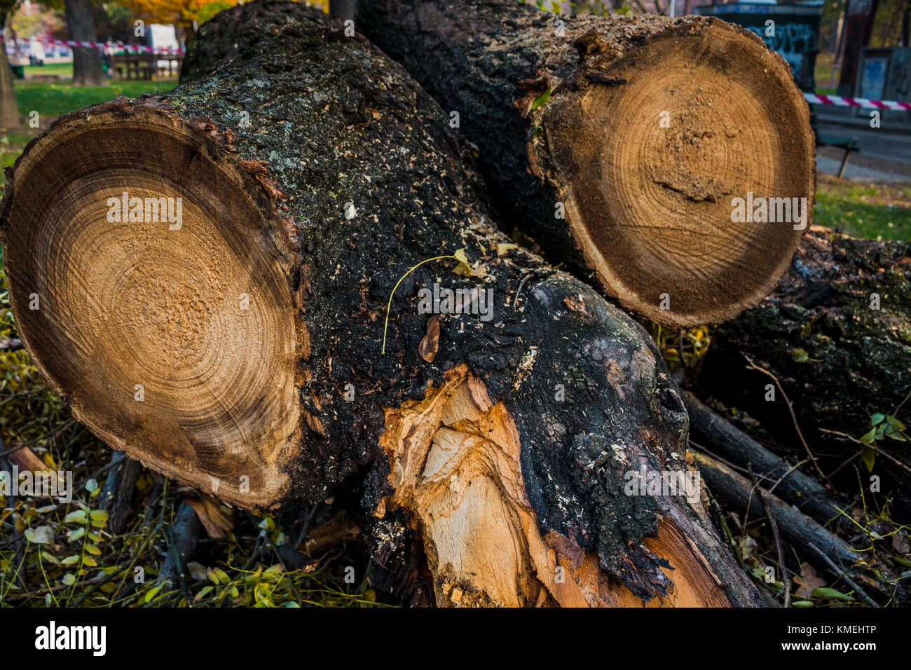 Woodpile of chopped lumber. Pile of wood logs. Stacked firewood timber ...