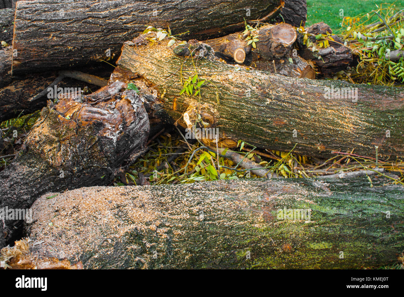 Woodpile of chopped lumber. Pile of wood logs. Stacked firewood timber ...