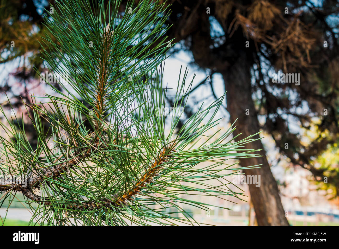 Pine tree branch close up, in park, nature background Stock Photo - Alamy