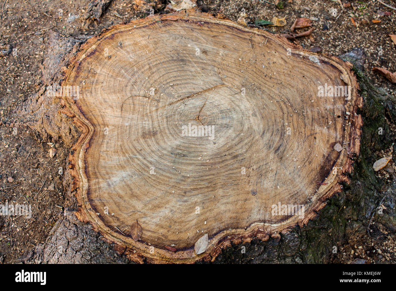 Tree stump wood close up. wooden texture background, Grunge textured ...