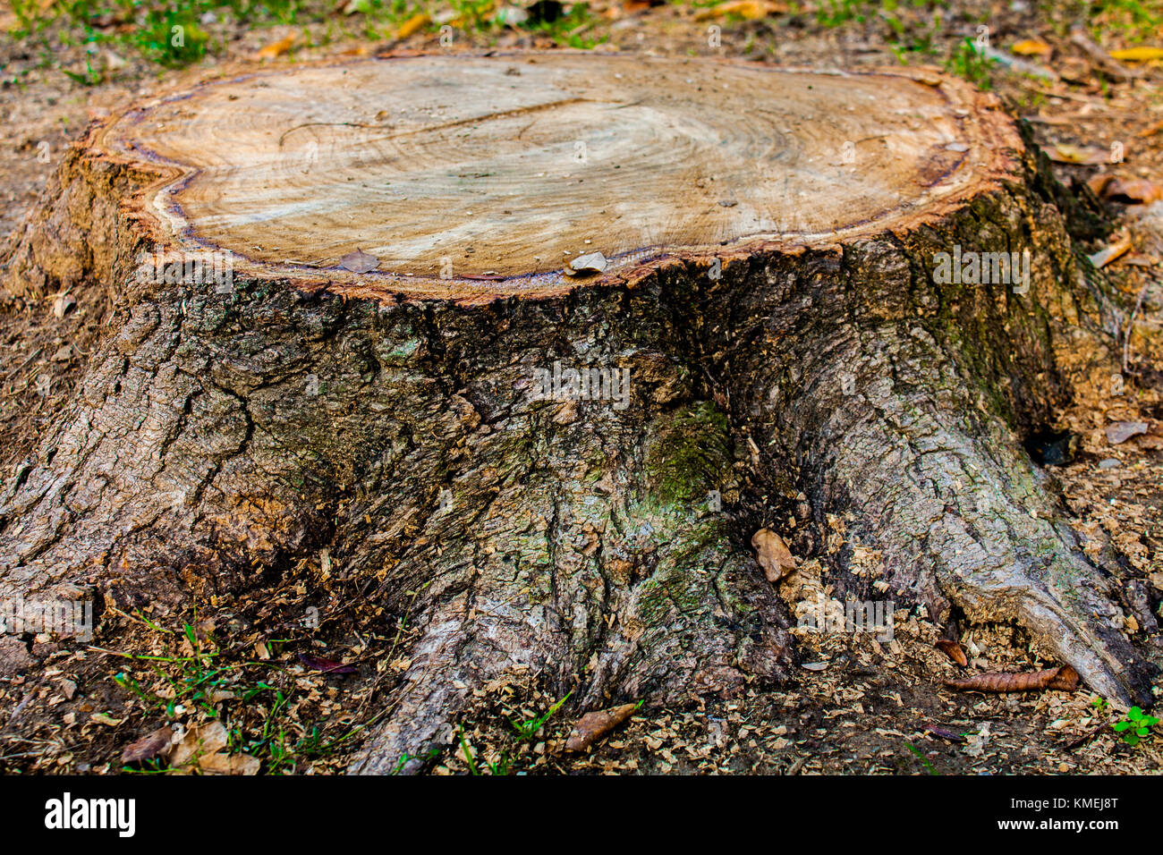 Tree stump wood close up. wooden texture background, Grunge textured ...