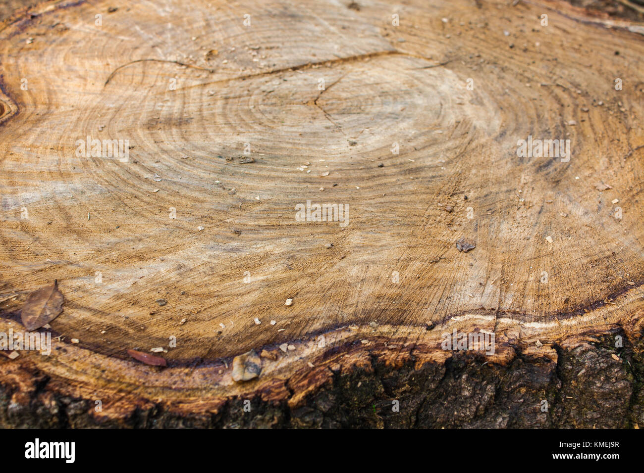 Tree stump wood close up. wooden texture background, Grunge textured ...