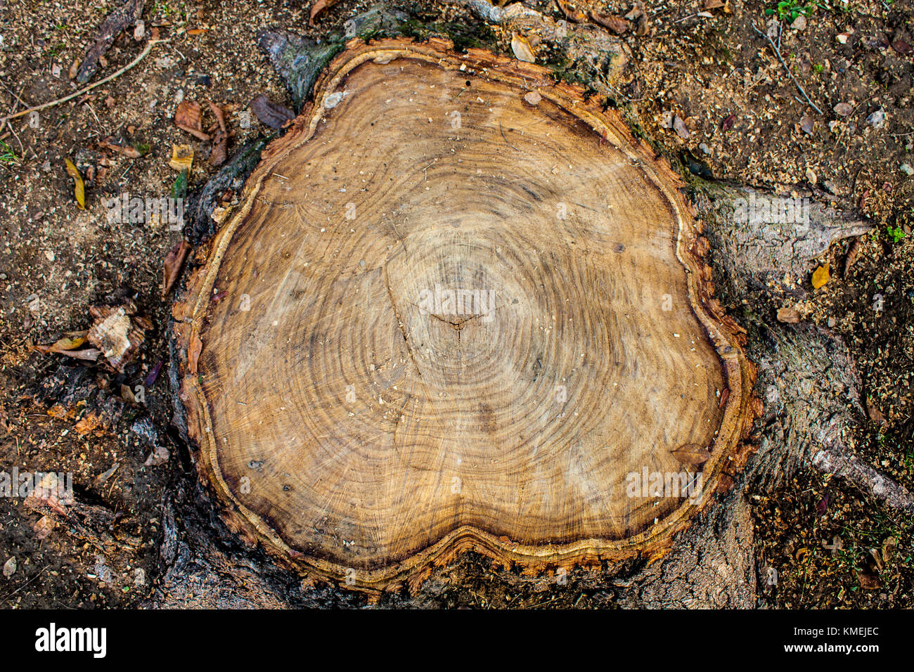 Tree stump wood close up. wooden texture background, Grunge textured ...