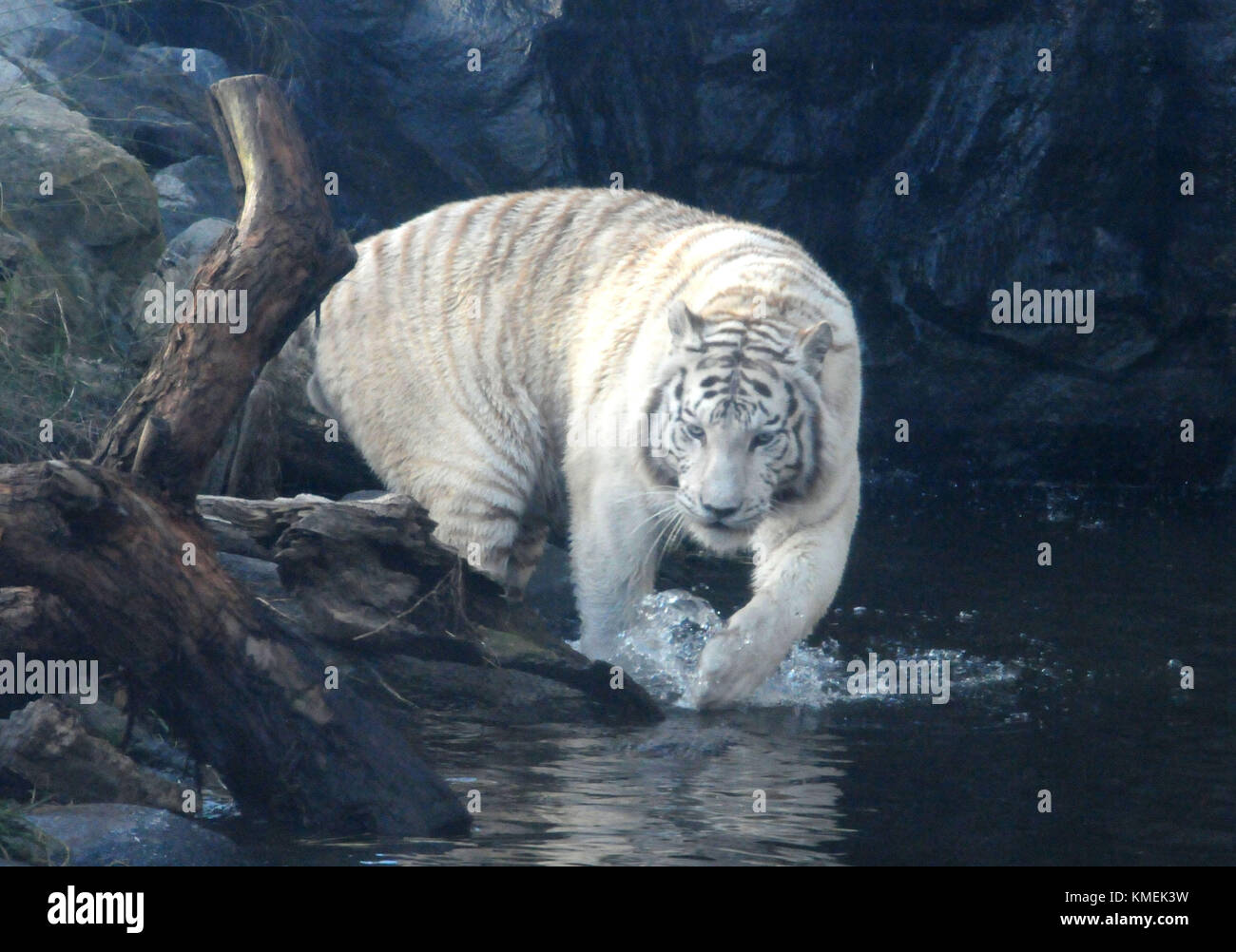 A general view of atmosphere of a white tiger at Temaiken Bioparque Zoo ...