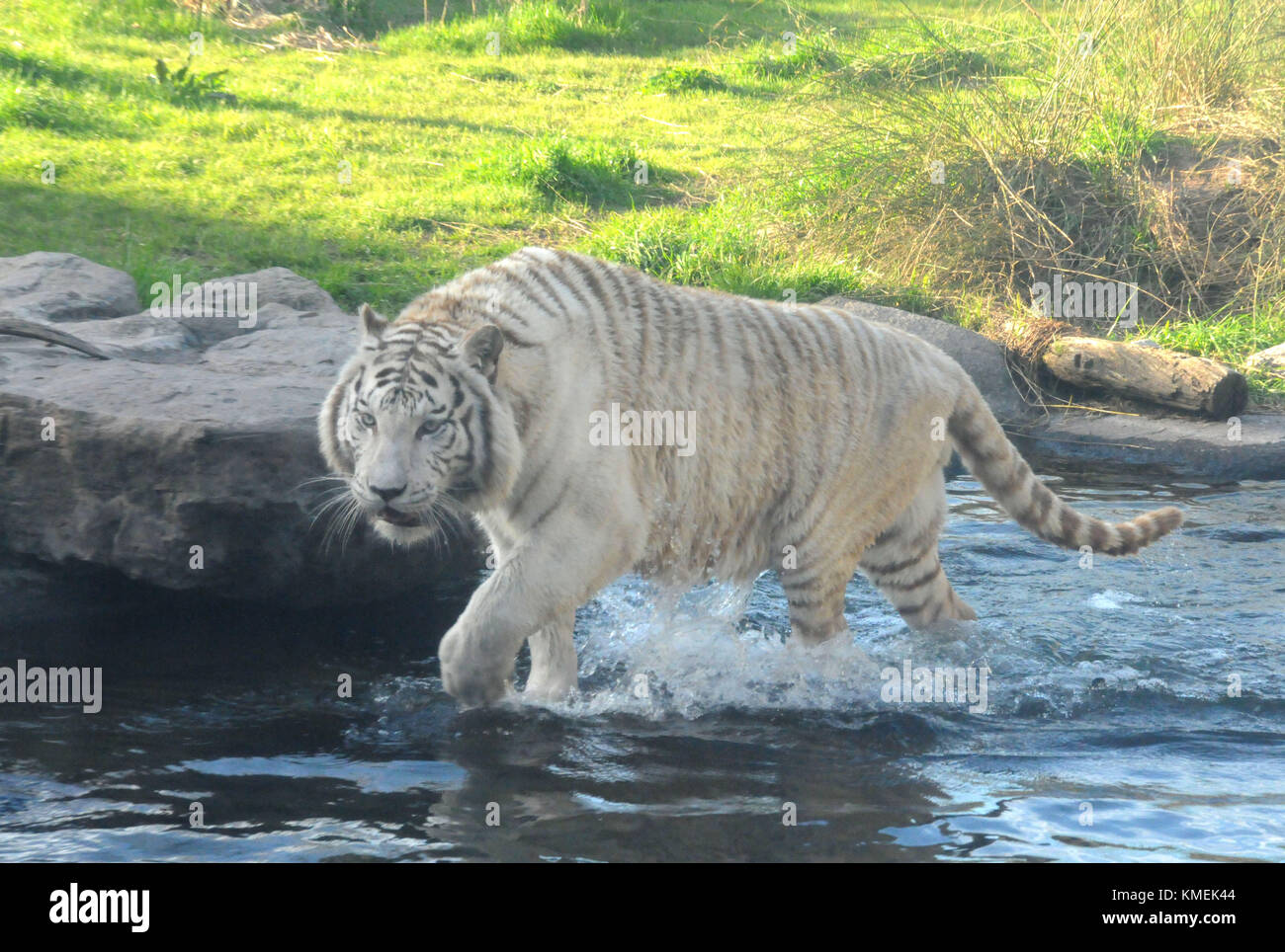 A general view of atmosphere of a white tiger at Temaiken Bioparque Zoo ...