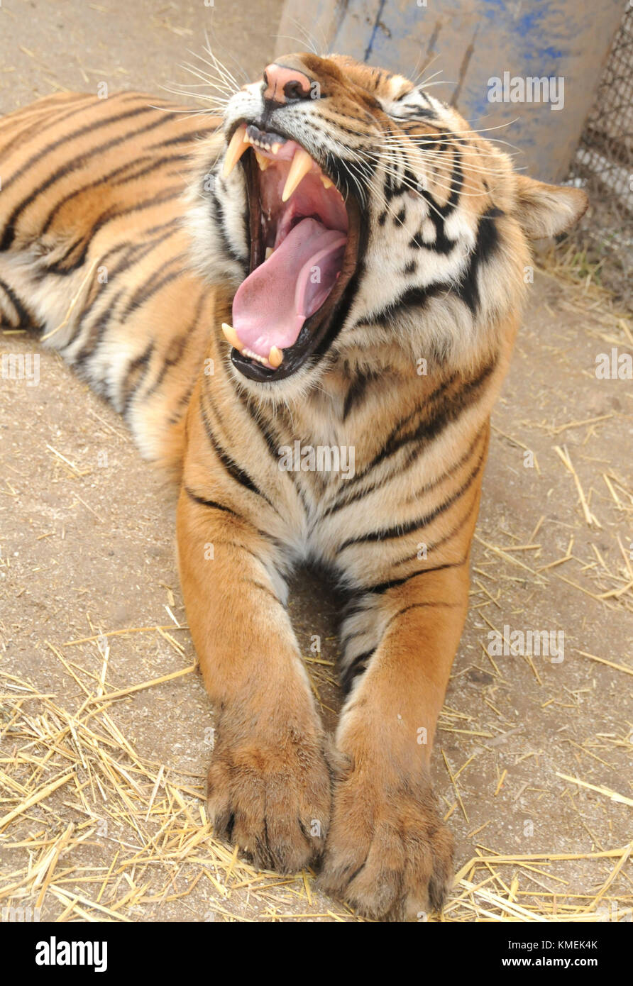 Buenos zoos hi-res stock photography and images - Alamy
