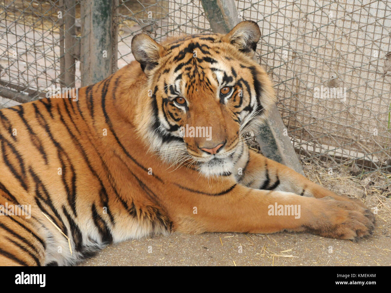 Buenos zoos hi-res stock photography and images - Alamy