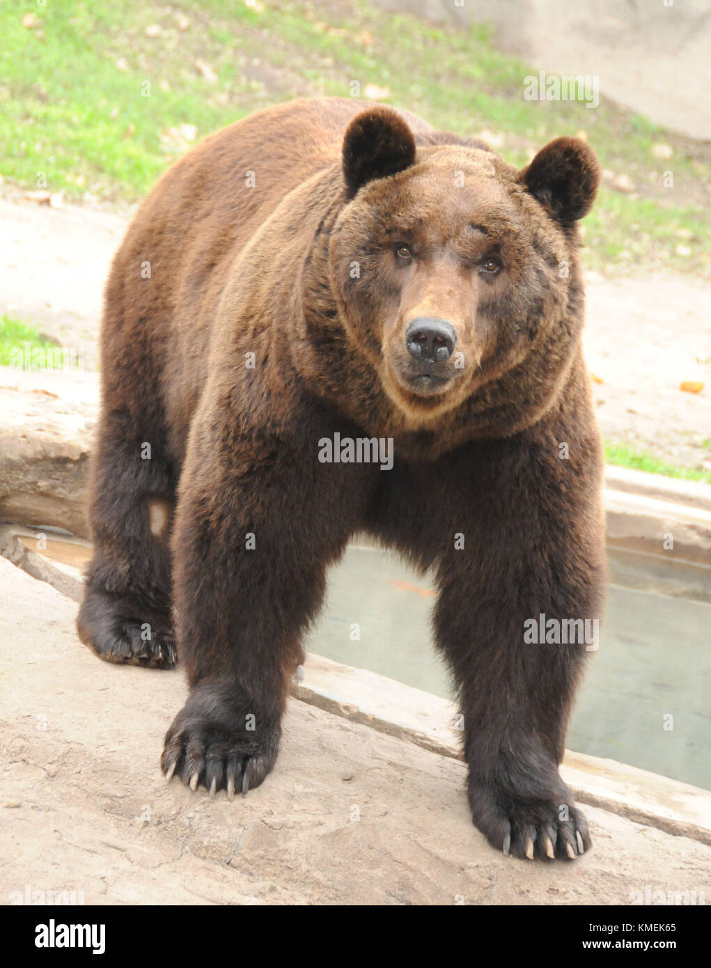 Buenos aires zoo view hi-res stock photography and images - Alamy