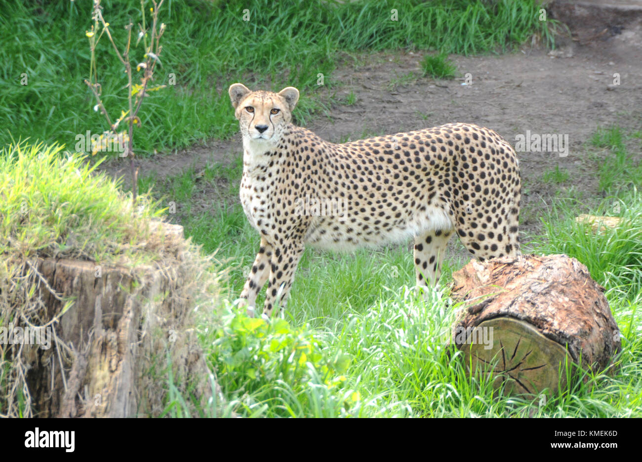 A general view of atmosphere of a cheetah at Temaiken Bioparque Zoo on ...