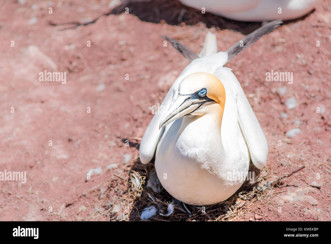 Bonaventure island bird sanctuary hi-res stock photography and images ...