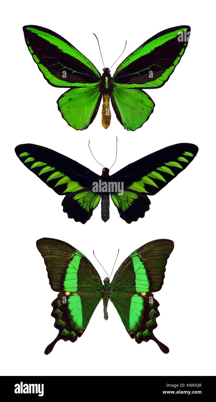 Beautiful exotic colorful butterflies isolated on white background ...