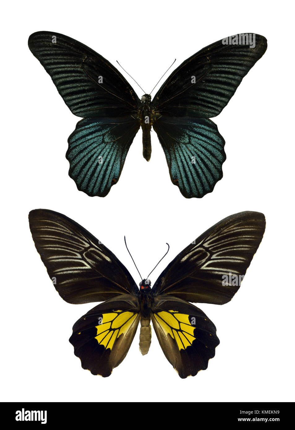 Beautiful exotic colorful butterflies isolated on white background ...