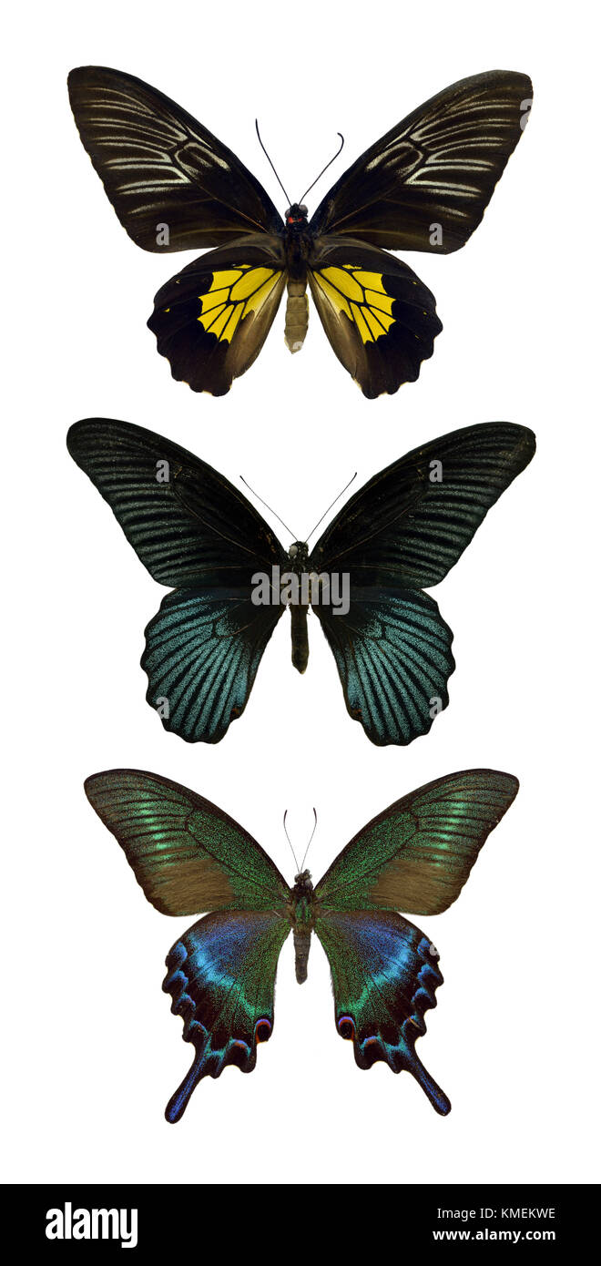 Beautiful exotic colorful butterflies isolated on white background ...