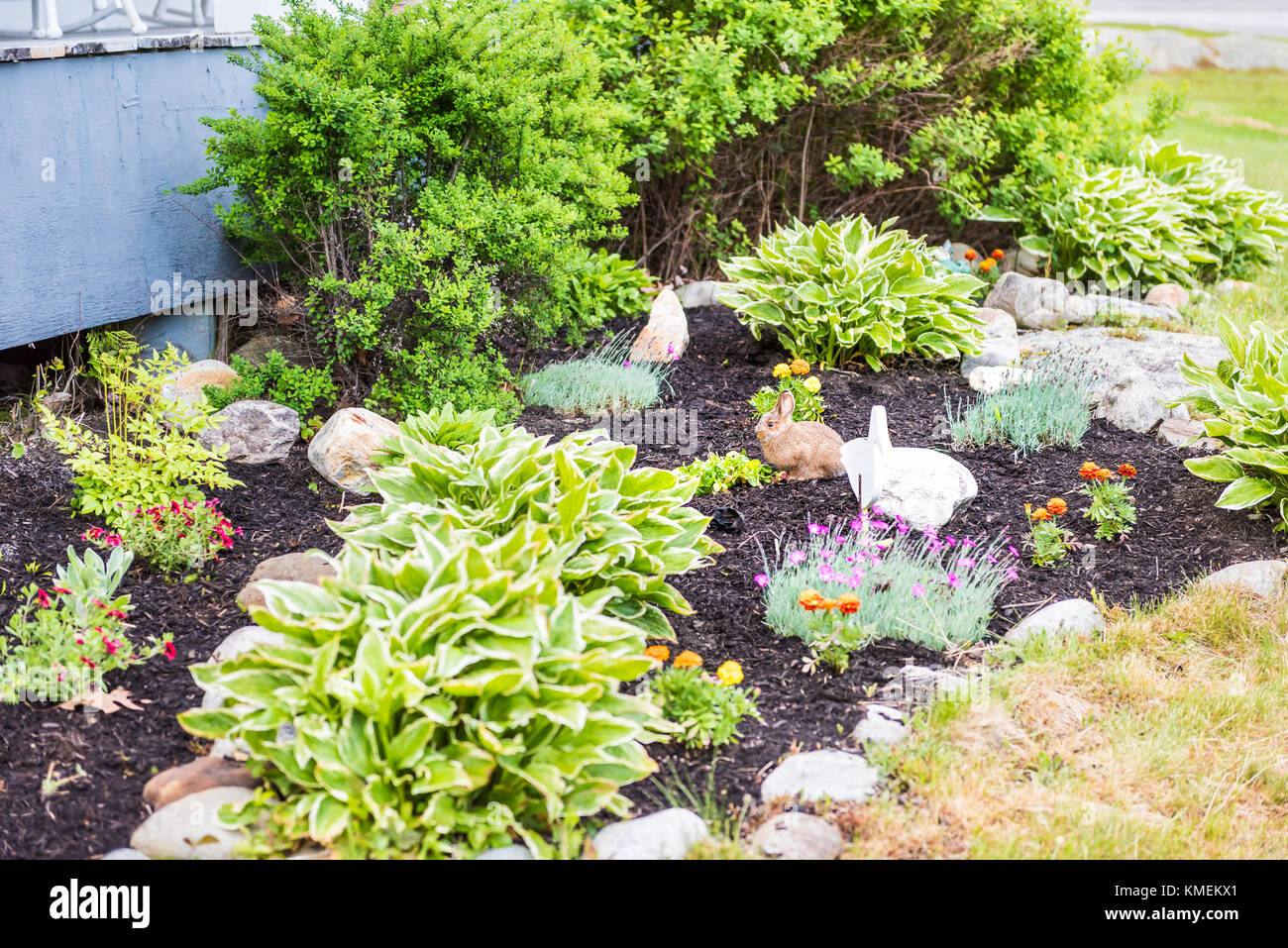 Cute wild common cottontail rabbit with green plants in garden Stock ...