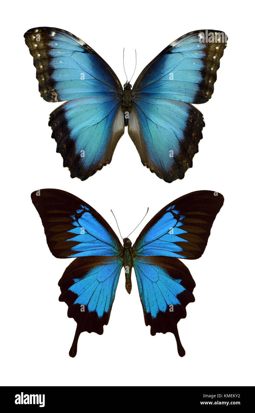 Beautiful exotic colorful blue Morpho butterflies isolated on white ...