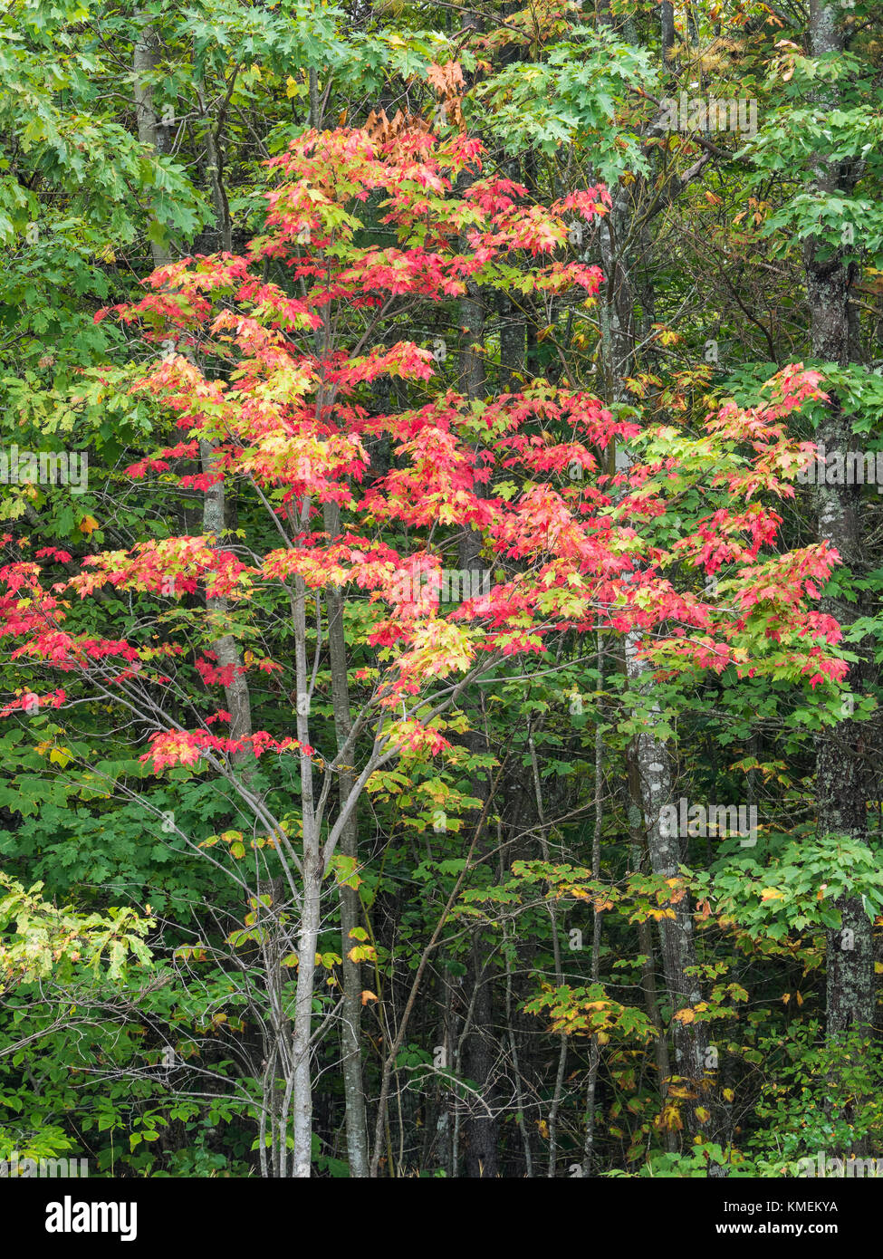 Maple tree with fall foliage hi-res stock photography and images - Alamy