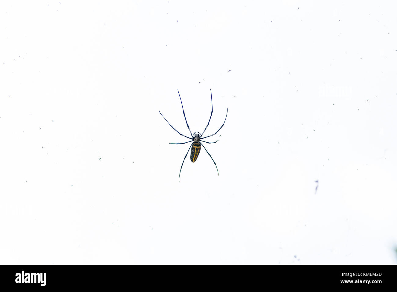 A spider on a white background Stock Photo - Alamy