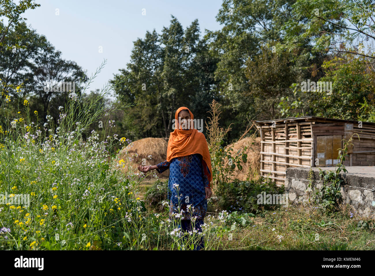Rural old indian woman hi-res stock photography and images - Alamy