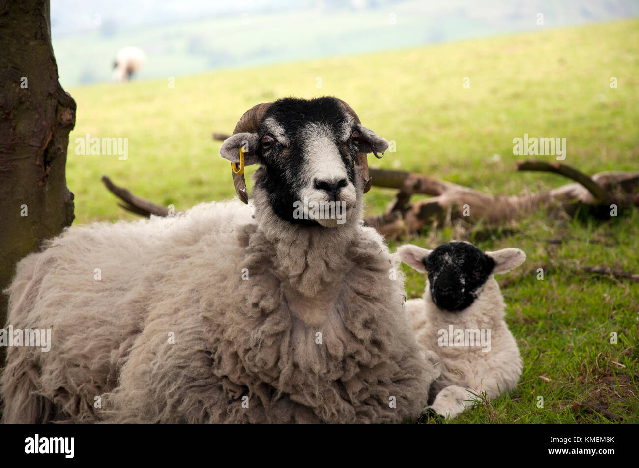 Sheep in Peak District National Park Stock Photo - Alamy