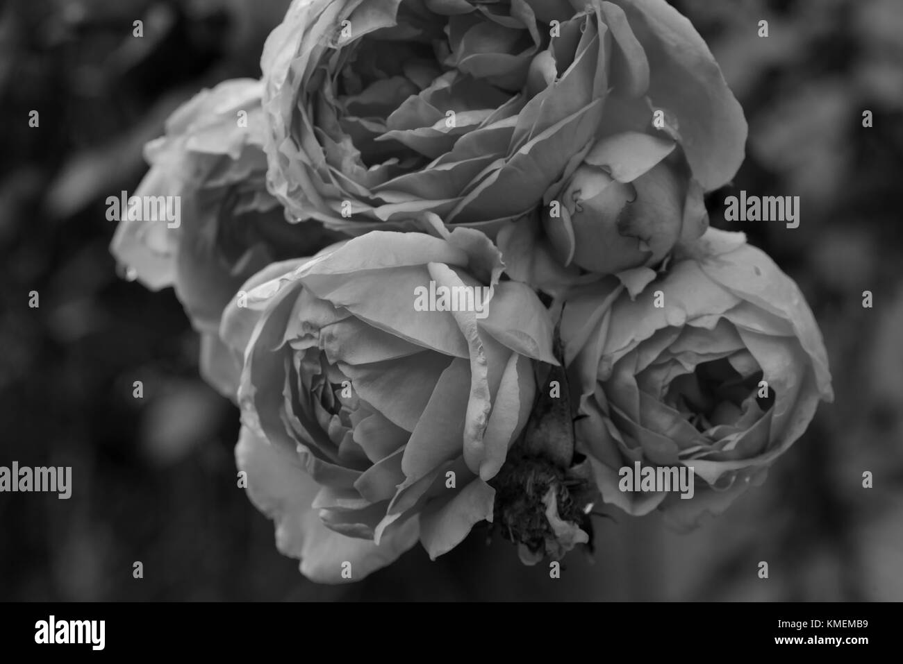 Pink Rose Colored Roses In Detail Inside Garden Stock Photo - Alamy