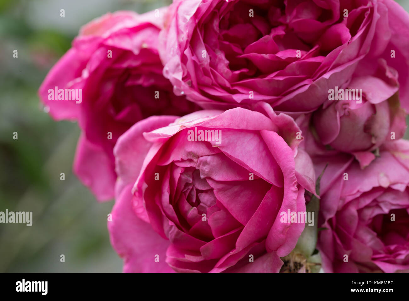 Pink Rose Colored Roses In Detail Inside Garden Stock Photo - Alamy