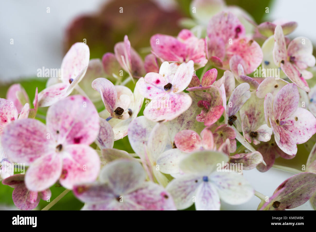 Pink Rose Colored Roses In Detail Inside Garden Stock Photo - Alamy