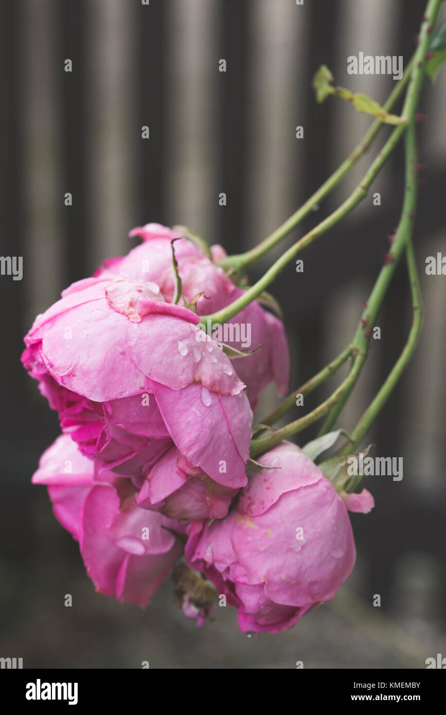 Pink Rose Colored Roses In Detail Inside Garden Stock Photo - Alamy