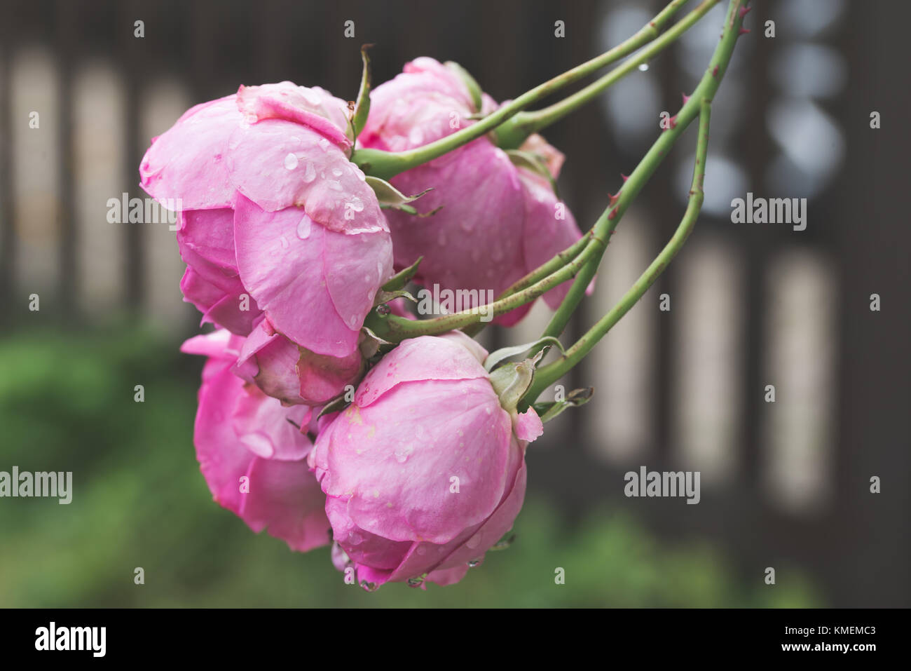 Pink Rose Colored Roses In Detail Inside Garden Stock Photo - Alamy