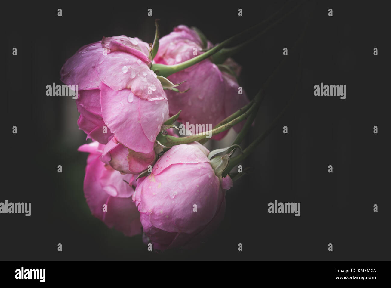 Pink Rose Colored Roses In Detail Inside Garden Stock Photo - Alamy