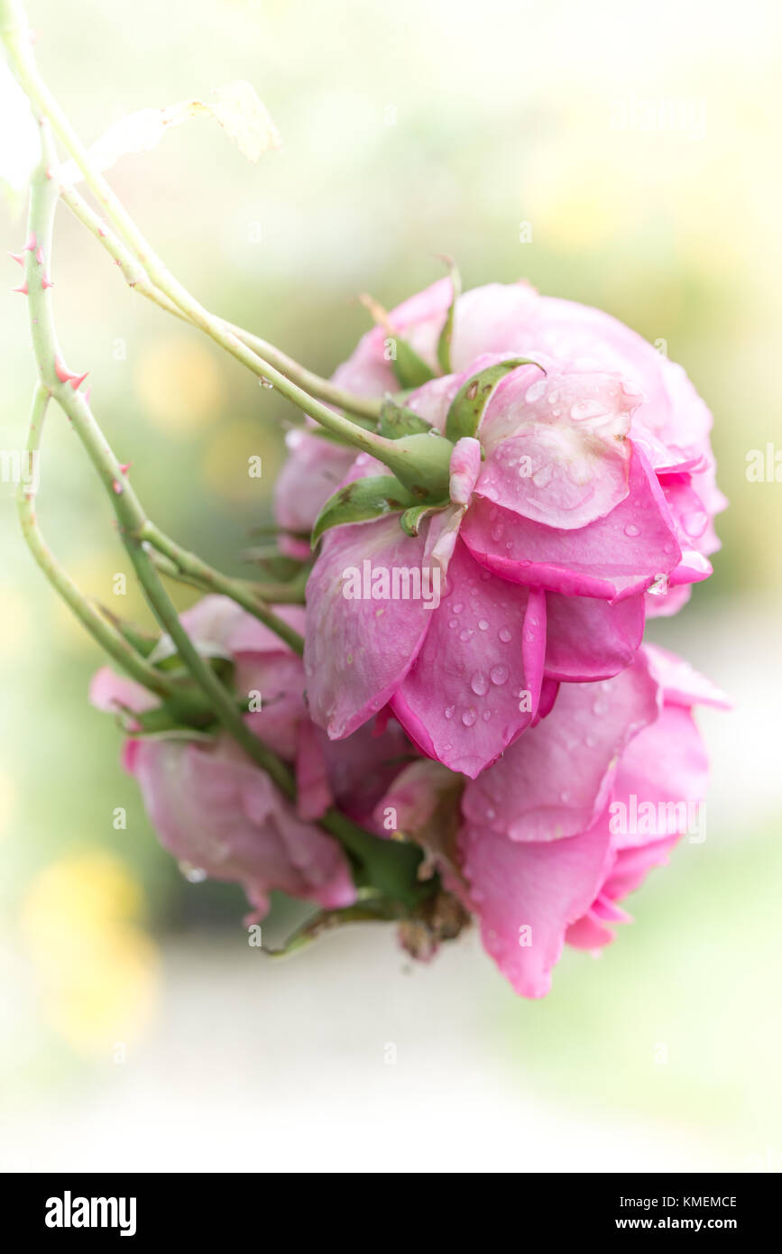 Pink Rose Colored Roses In Detail Inside Garden Stock Photo - Alamy