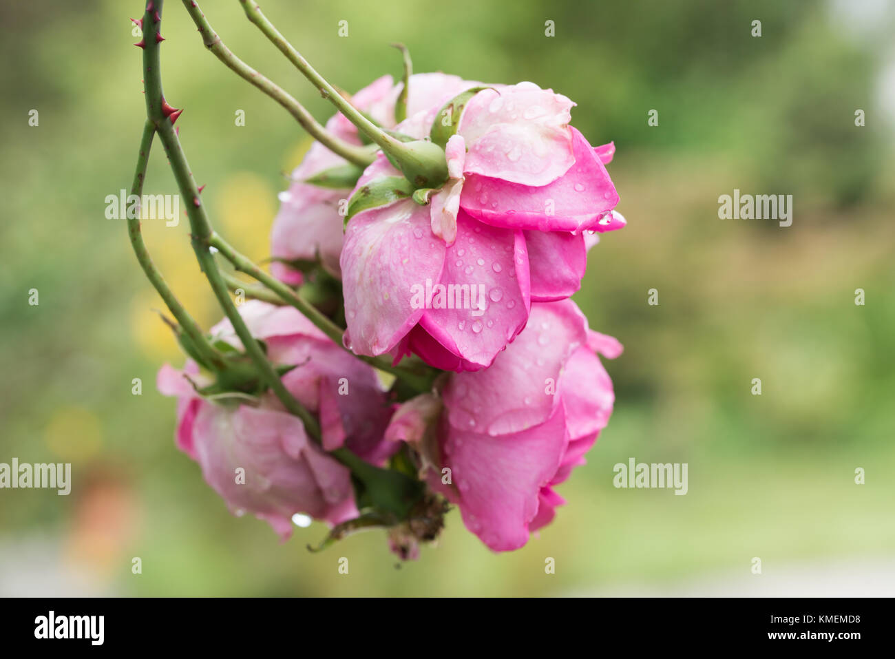 Pink Rose Colored Roses In Detail Inside Garden Stock Photo - Alamy