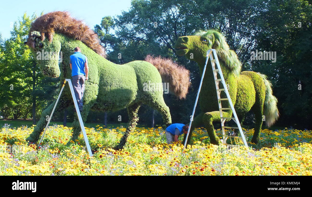 Topiary sheep topiary sheep hi-res stock photography and images - Alamy