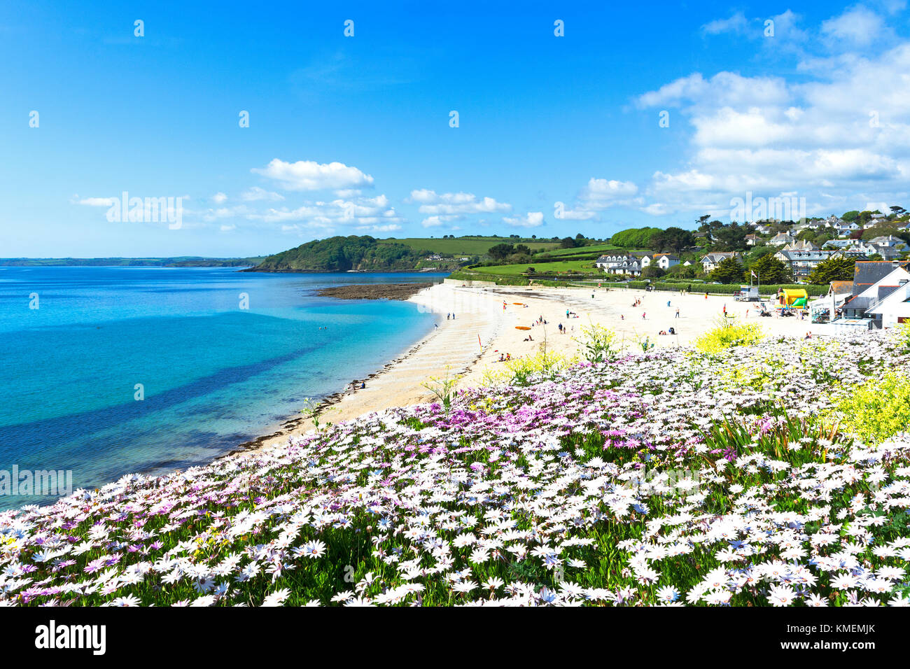 Beach daisies hi-res stock photography and images - Alamy