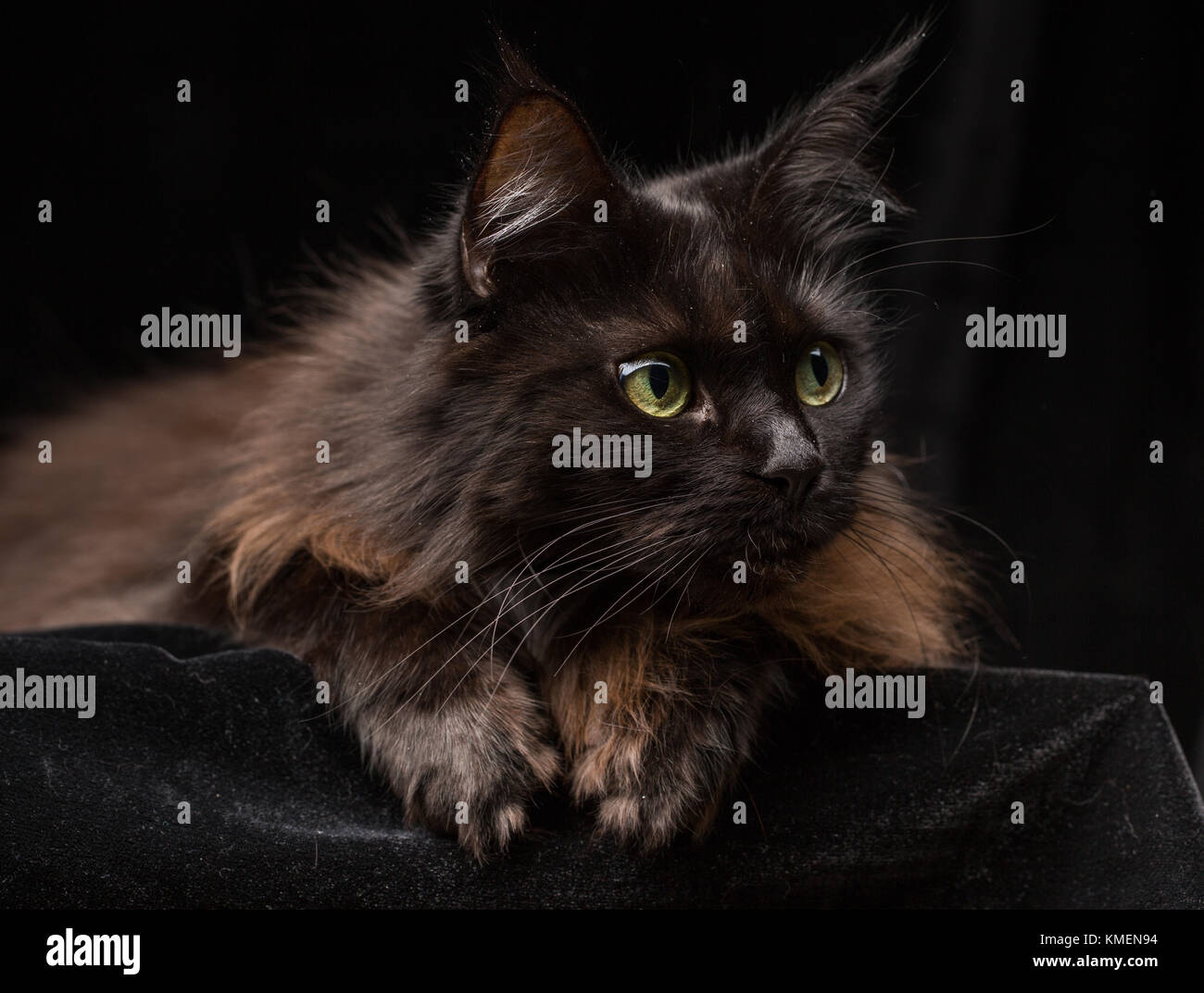 Studio Portrait of a beautiful Maine Coon Cat Stock Photo - Alamy