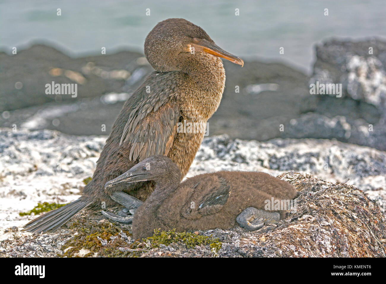 Flightless Cormorant and Its Baby on its Nest on Fernandina Island in ...
