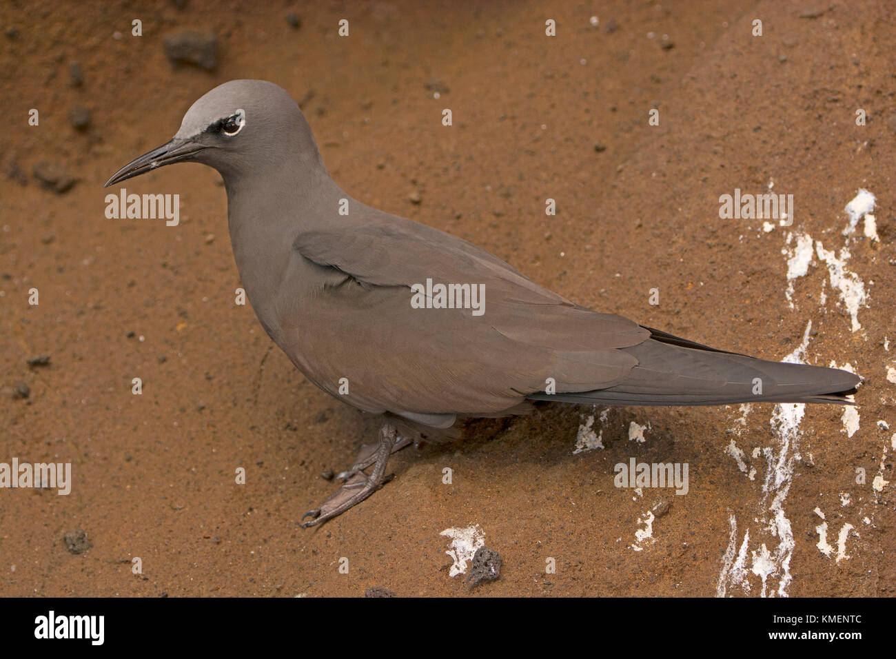 Brown Noddy Tern on a Rock Shelf on Isabela Island in the Galapagos ...