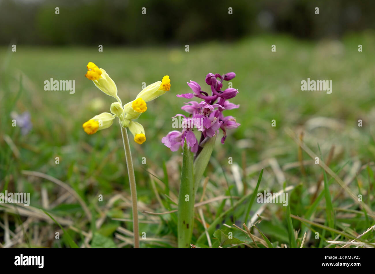 Early Purple orchid and cowslip Stock Photo - Alamy