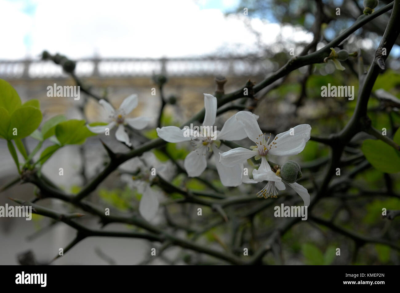 A trifoliate orange (Citrus trifoliata) flowering in spring Stock Photo ...