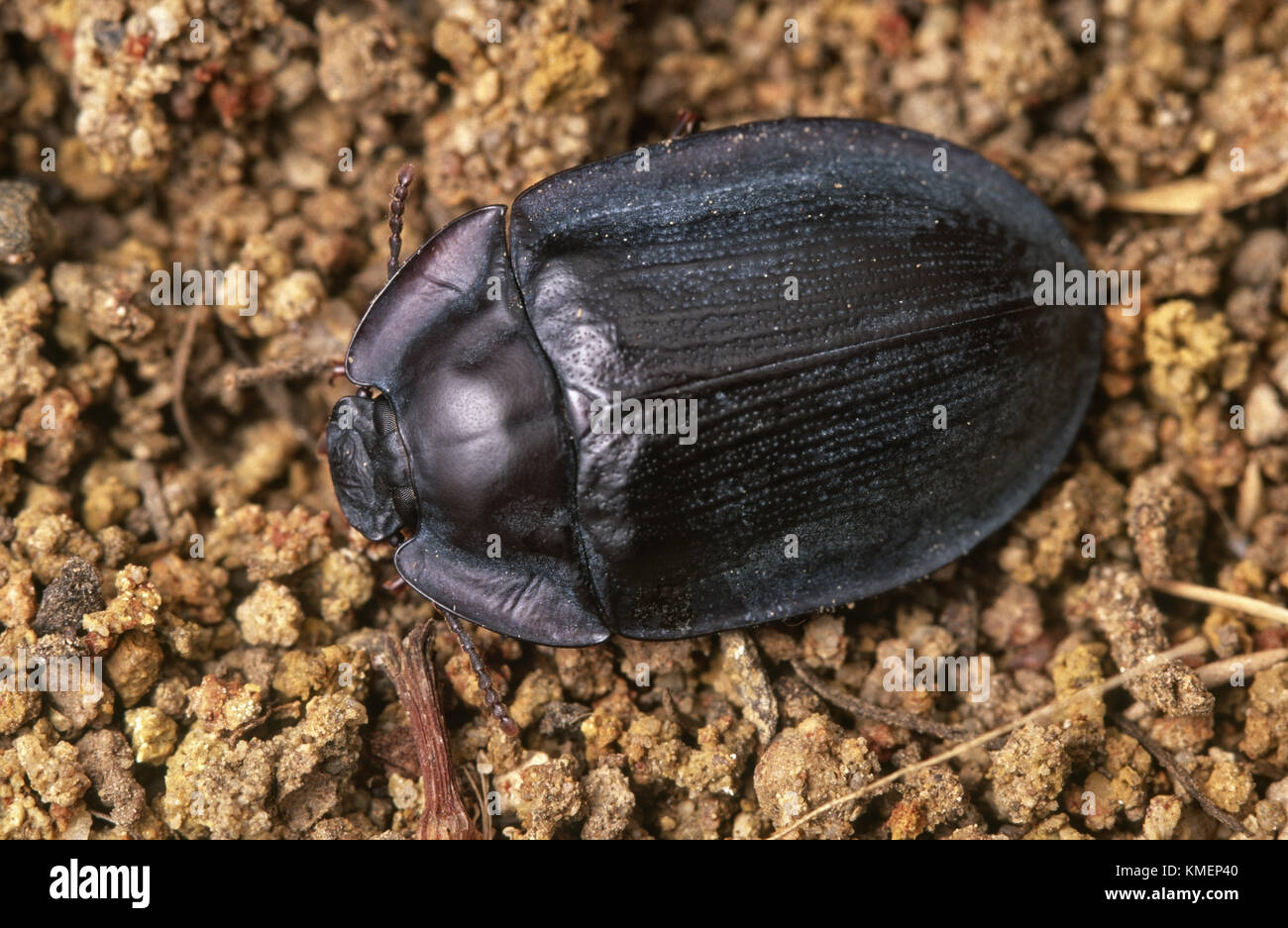 Wireworm hi-res stock photography and images - Alamy